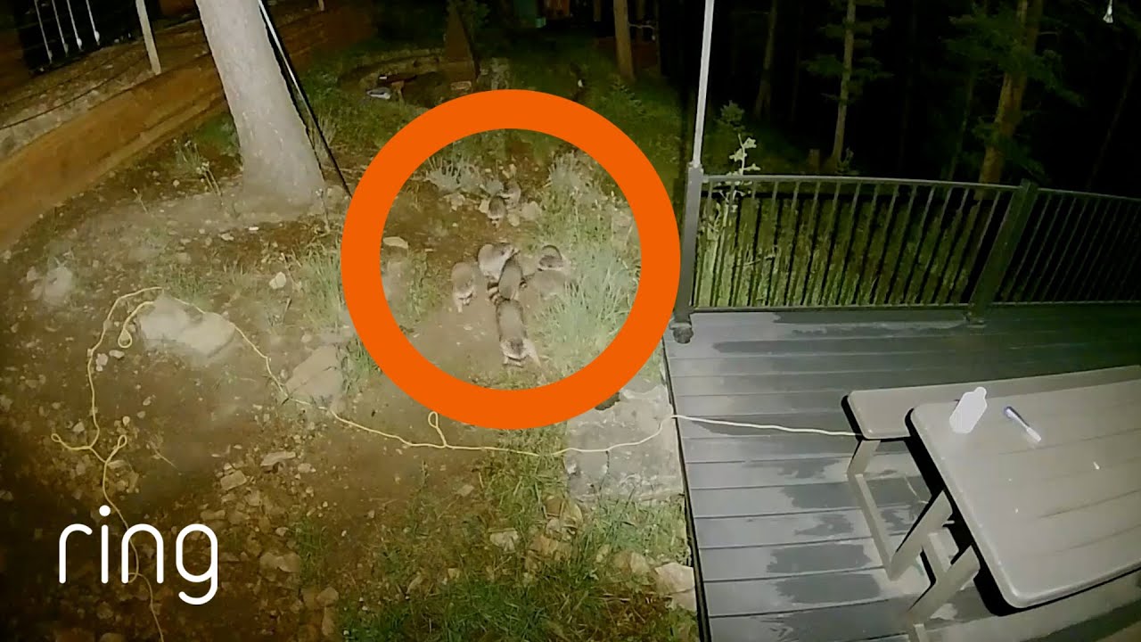 The Secret Life of Baby Raccoons | RingTV - YouTube