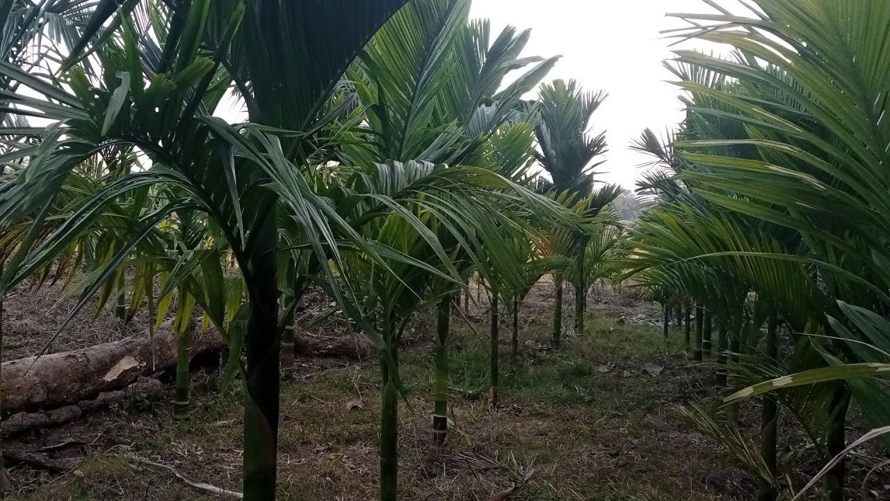 #betel nut plantation#village #area.farm - YouTube