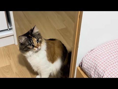 Minnoş beni Ramoyu severken görünce Beşir gibi bakakaldı 😂