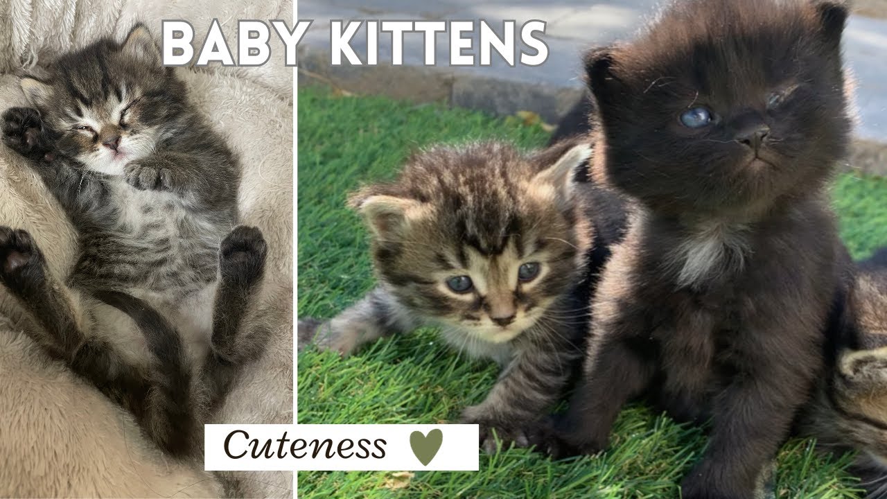 Baby Kittens Compilation – Super Cuteness!! 😽😭 - YouTube