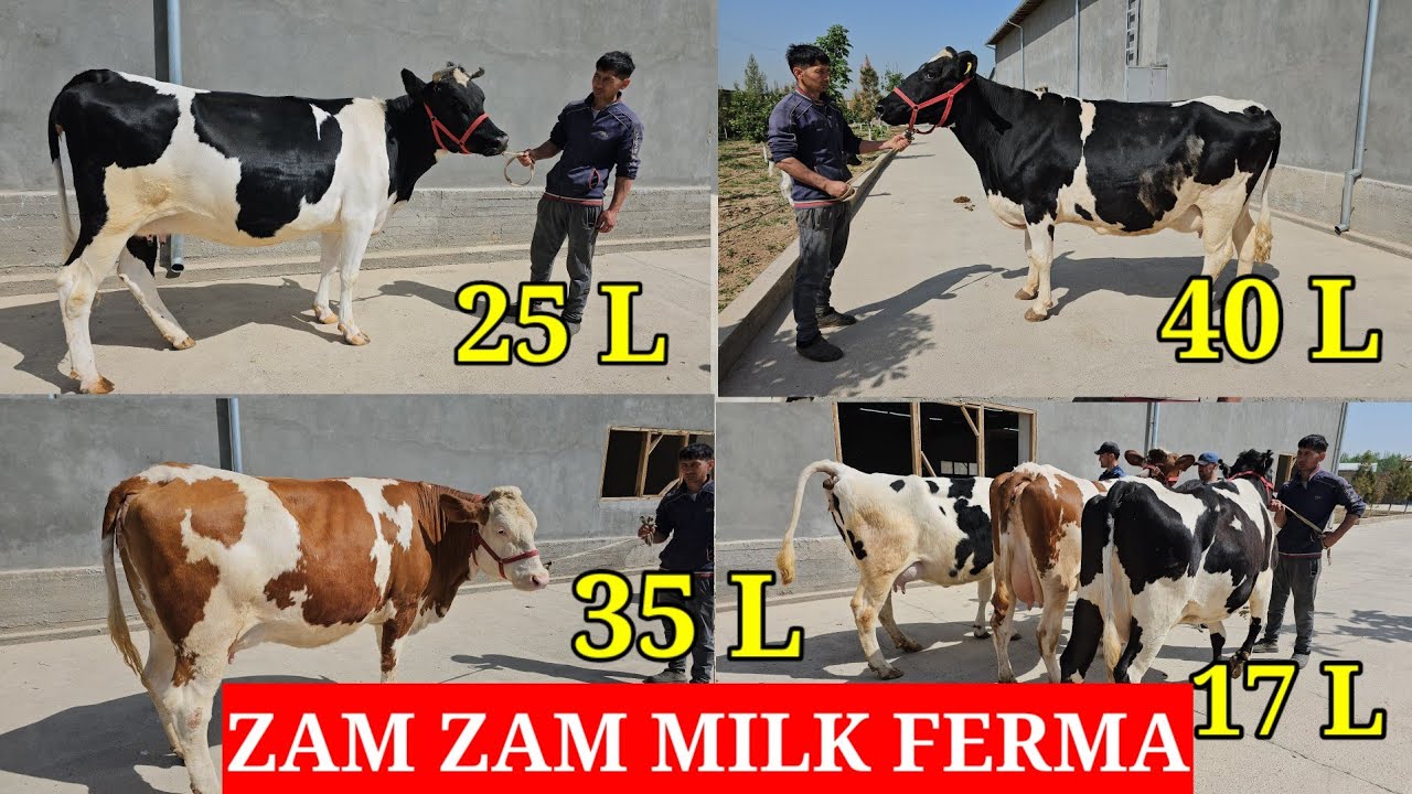 ZAM ZAM MILK FERMADA AKSIYA💯% Simental Nemis Sigir Rasiskiy Sigirla ...