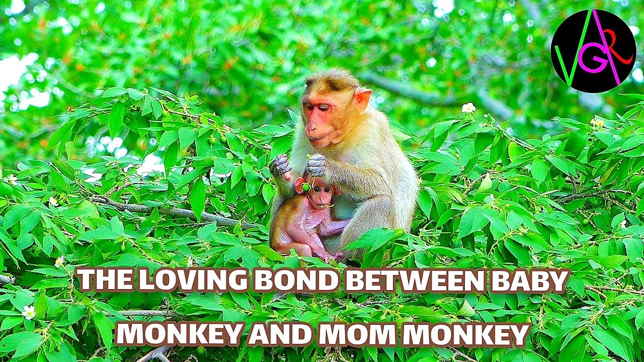 The loving bond between baby monkey and mom monkey - YouTube