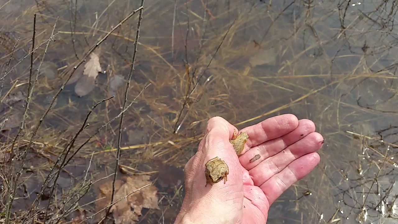 Michigan Spring Peepers - April 9, 2017 - YouTube