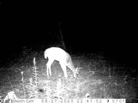 Andy's Bullwinkle Buck - YouTube