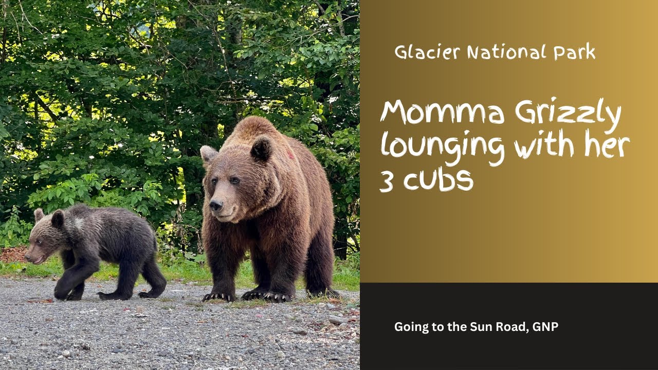Momma Grizzly Bear with her 3 cubs on Going to the Sun Road, Glacier ...