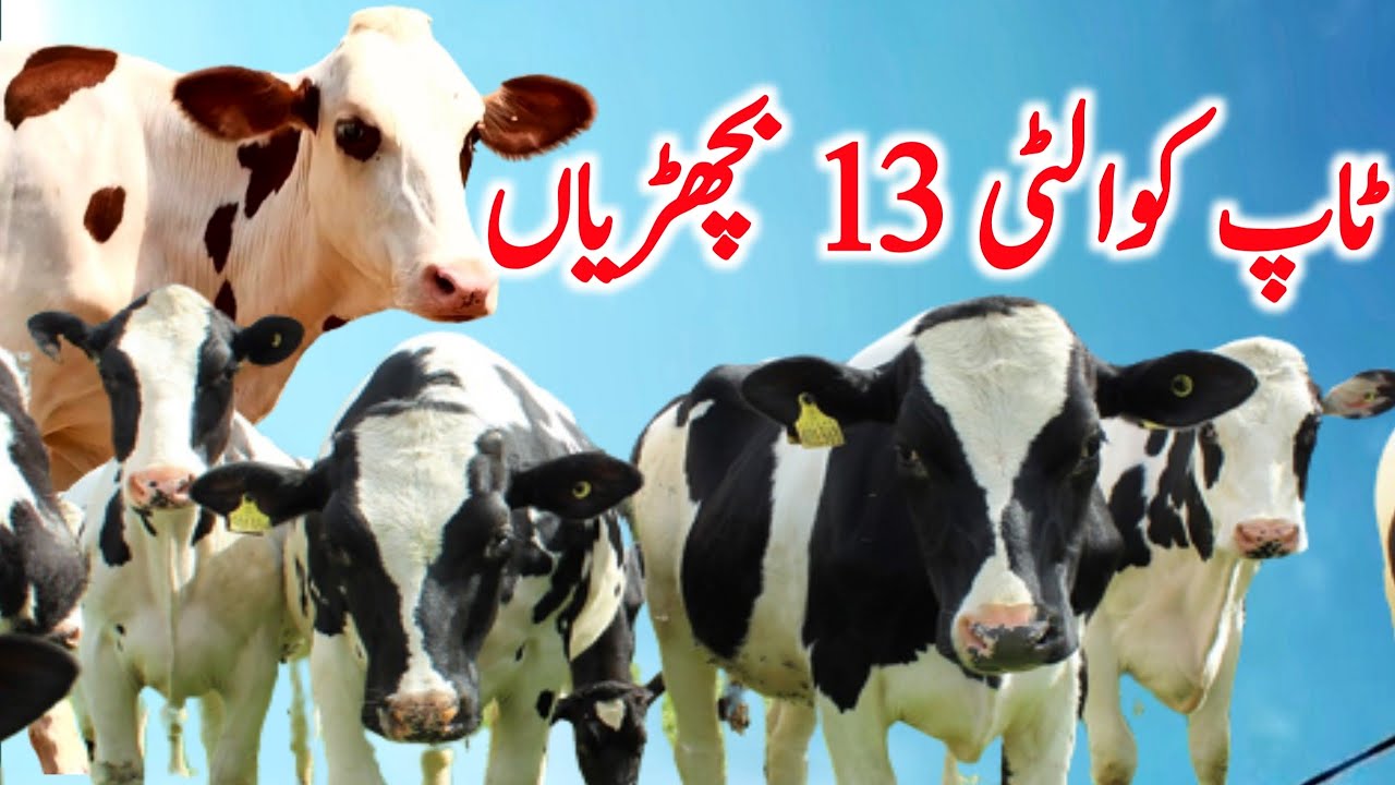 Jersey Friesian Australian Hiefers Dairy Cattle Farm Bhalwal Sargodha ...