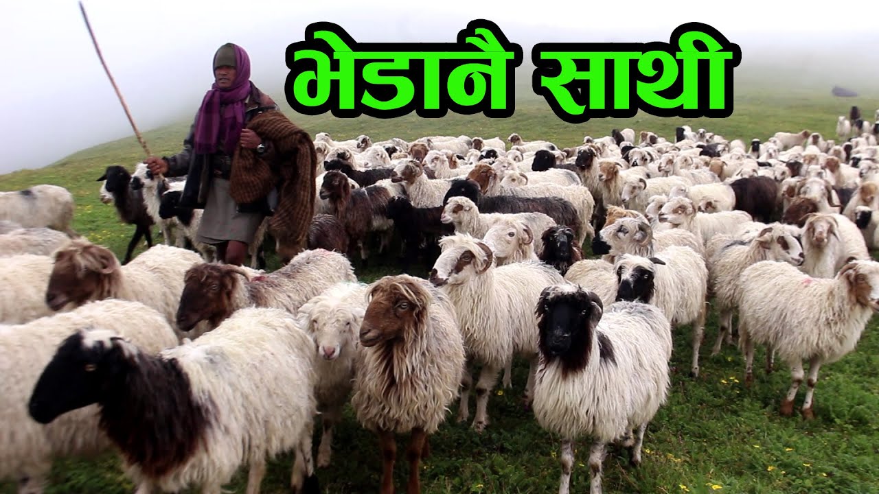 Shepherds have 1600 sheep in Himalaya . Sheep grazing in the forest ...