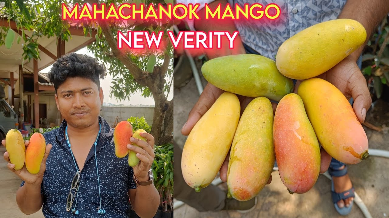 Mahachanok Mango Farming/Thai colour Mango Nursery/Fruit Plant Nursery ...