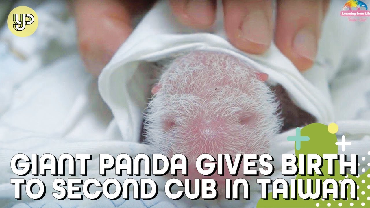 Giant Panda gives birth to second cub in Taiwan - YouTube