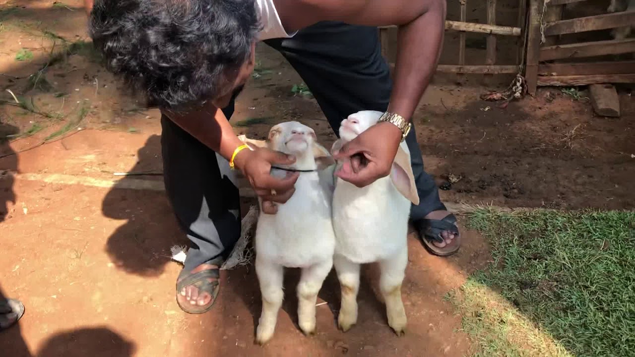 BANDUR SHEEP / BANNUR SHEEP - YouTube