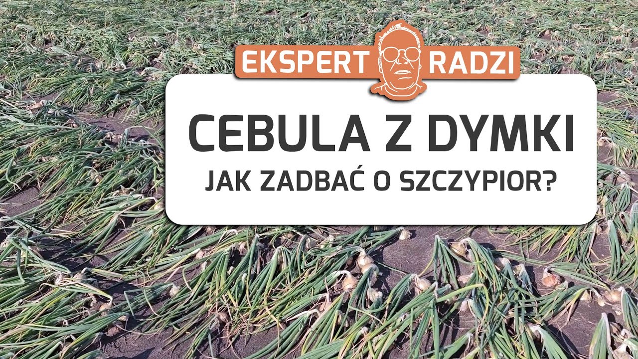 Cebula z dymki kończy wegetację - Piotr Borczyński - YouTube