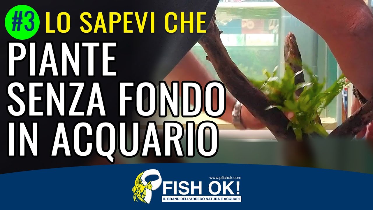 🌿 Piante senza fondo in acquario, Le Epifite in acquario - lo sapevi ...