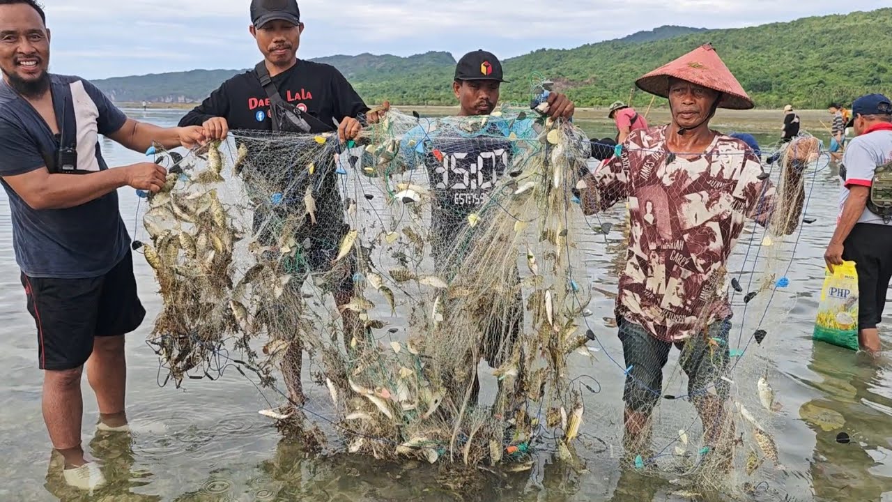 MENJEBAK RIBUAN IKAN bersama masyarakat Desa Wisata Wasuemba, banyak ...
