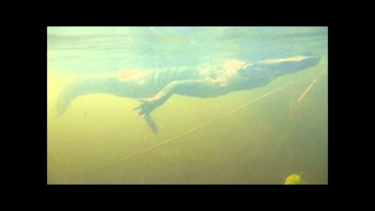 Two Legged Gator Swimming - Underwater Camera. Everglades National Park ...