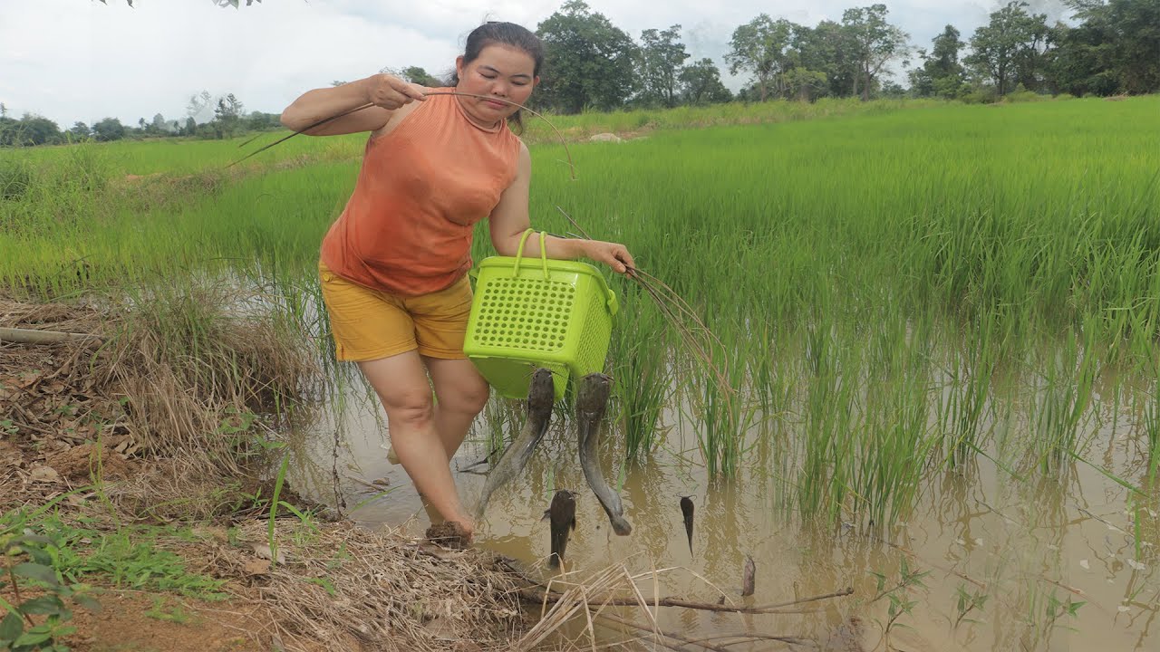 Amazing girl Fishing in rice field - YouTube