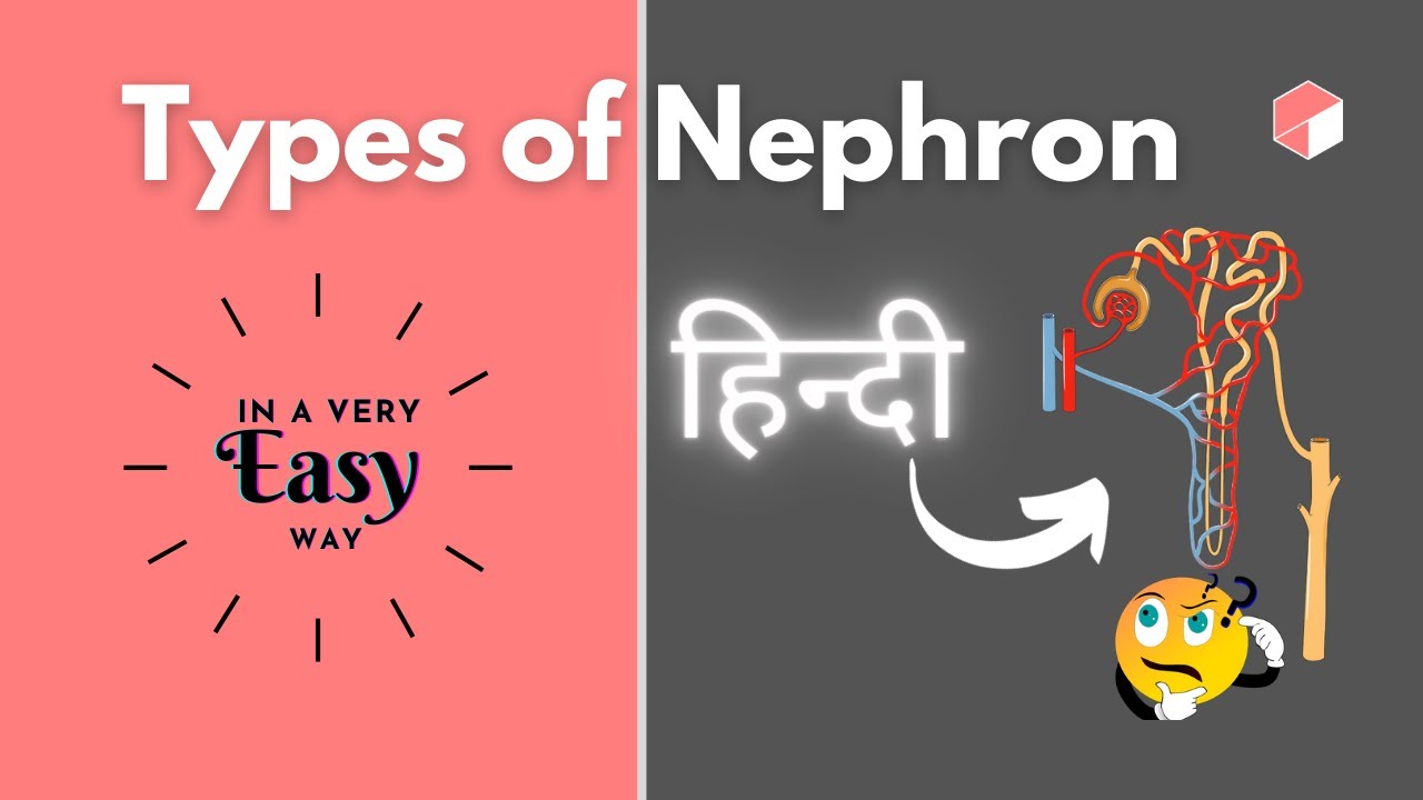 Types of Nephron (IN HINDI)| in a very Easy way. #Pharmacology # ...