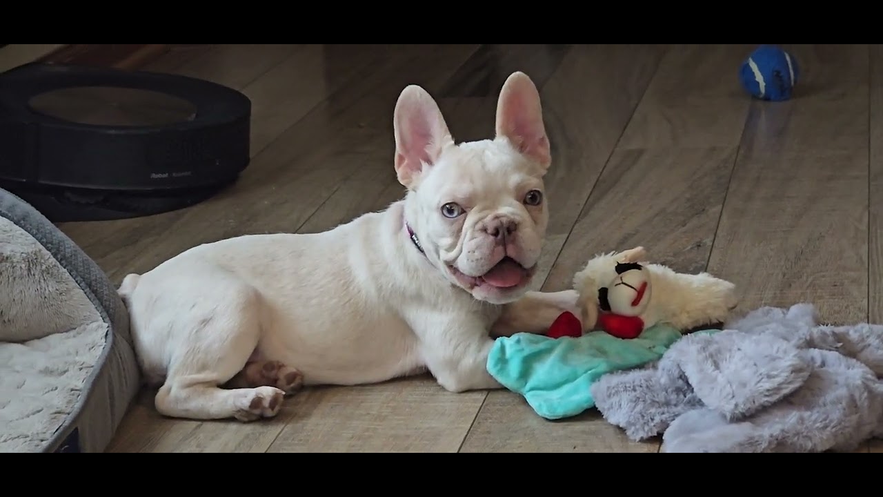 Bella, our new Frenchie - YouTube