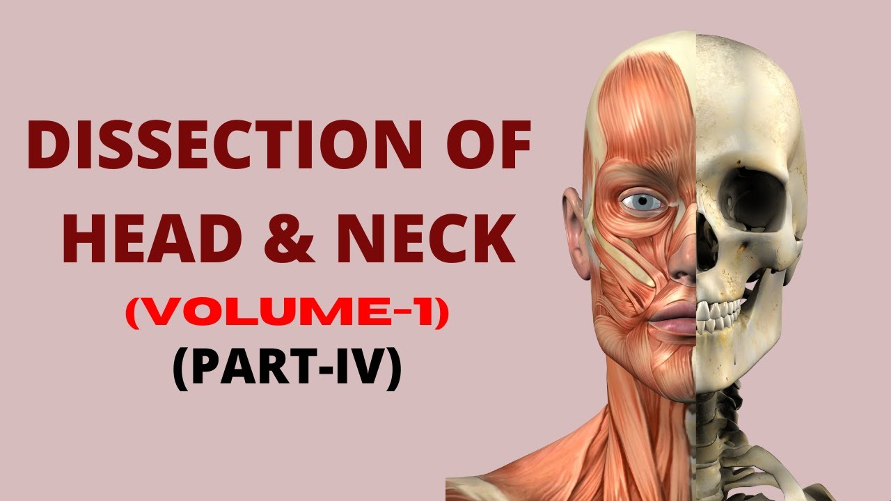 Dissection of Head and Neck [Vol.1] (Part-IV) | Anatomy Video | MedVids ...