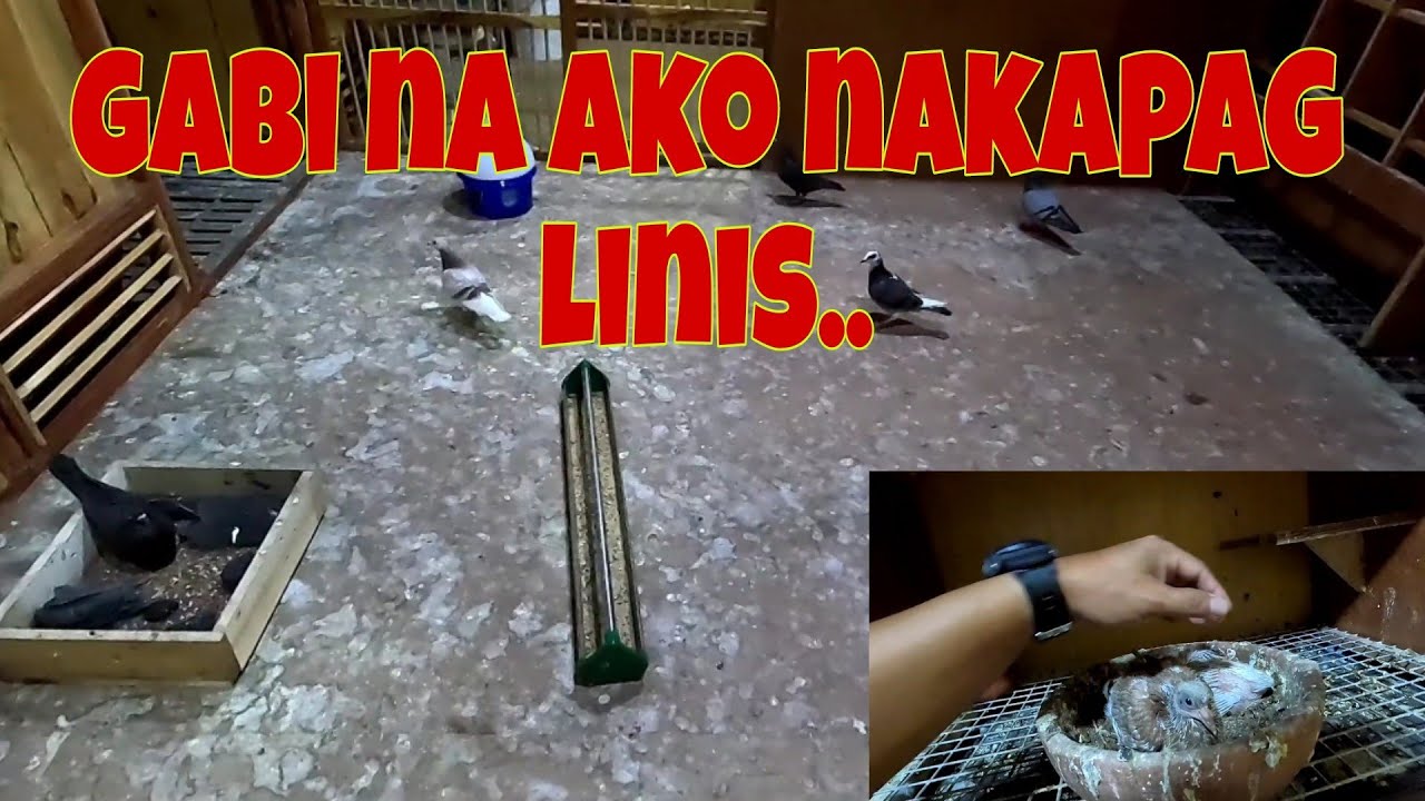 Inakay na ibang fancier ang maglalaban, sana maging malusog | Gabi na ...