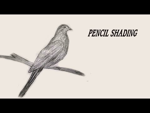 How to Draw bird | Pencil Sketch | pencil shading drawing - YouTube