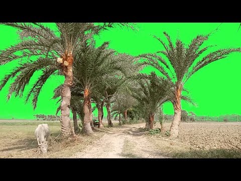 Palm tree and Village road 2 Green screen video - YouTube