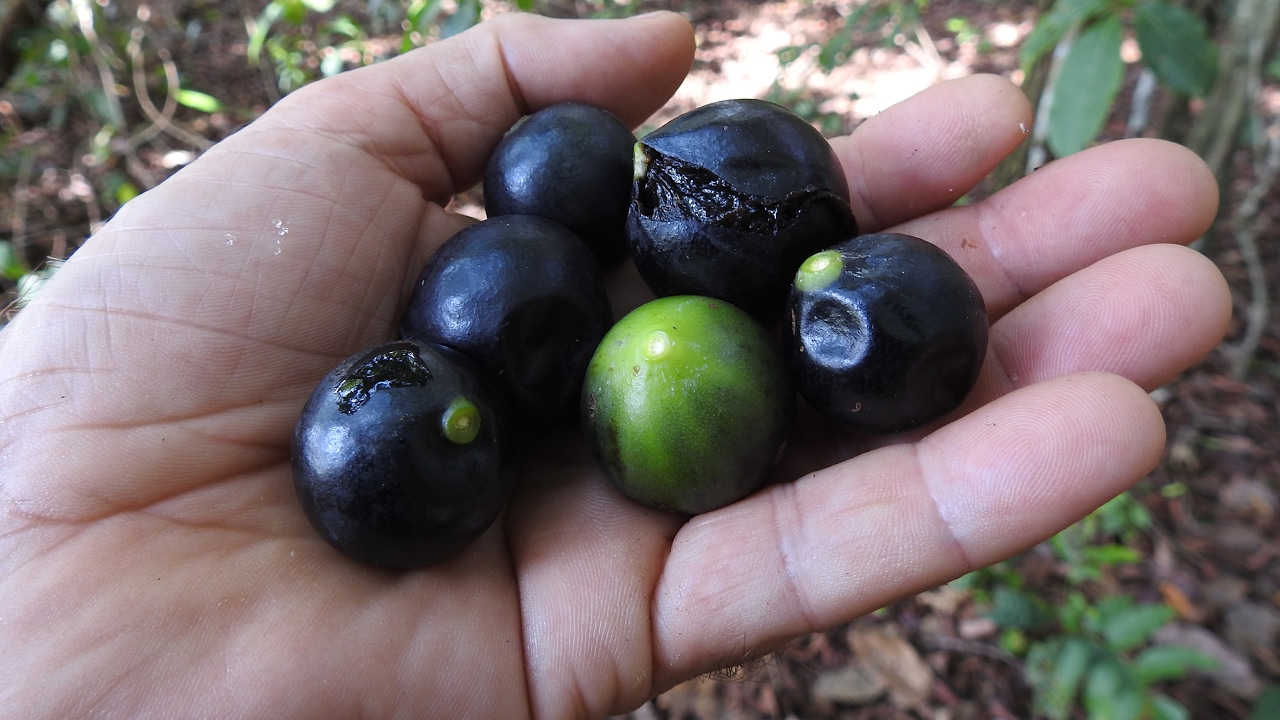 MARMELINHO DO CAMPO, MARMELADA (CORDIERA SESSILIS) FRUTOS DO CERRADO ...