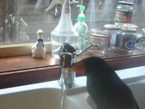 Jasper the eclectus parrot turns on the tap to get a drink of water ...