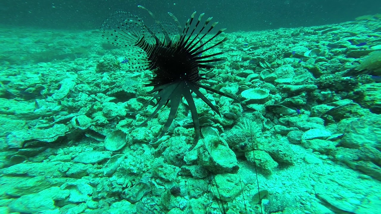 Black Peacock Lionfish - YouTube