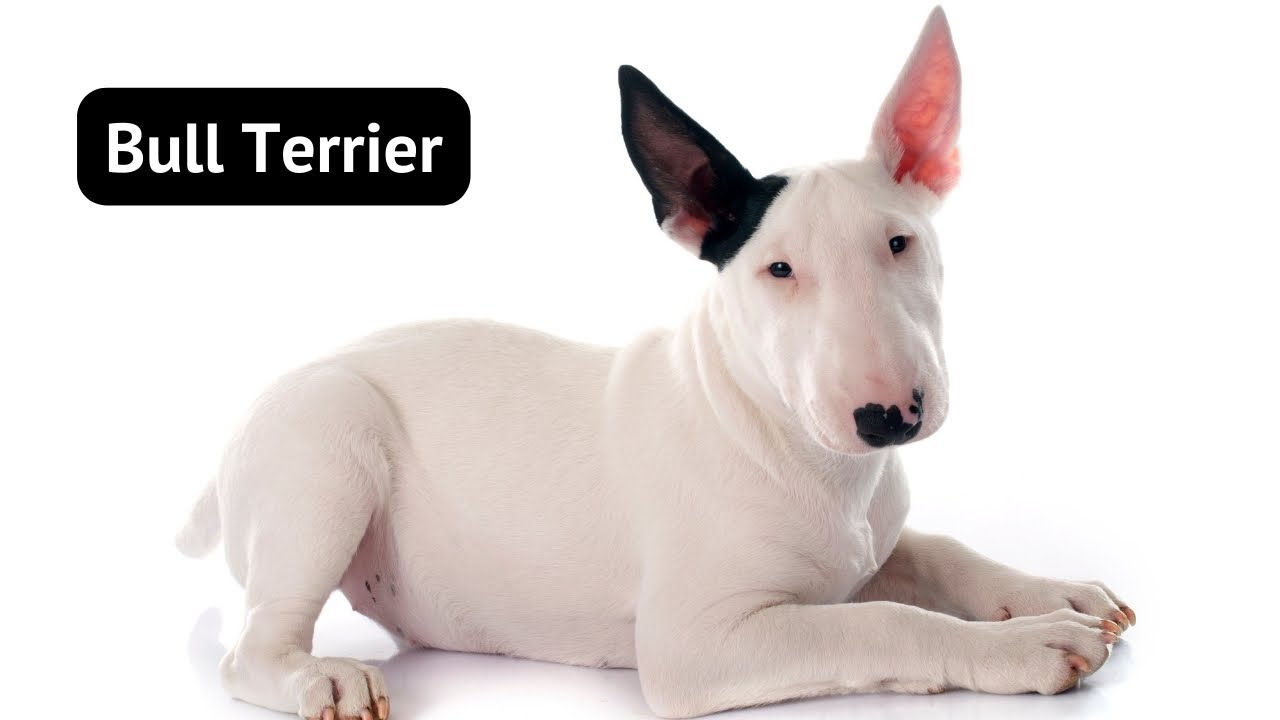 Eggheads with Heart: The Playful & Goofy Bull Terrier! - YouTube