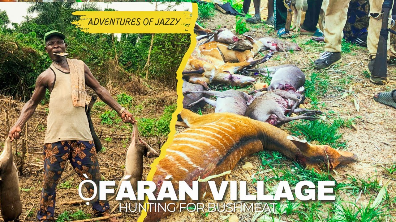 INSANE Hunting skills in Nigeria 🇳🇬- Action Packed bushmeat hunting in ...