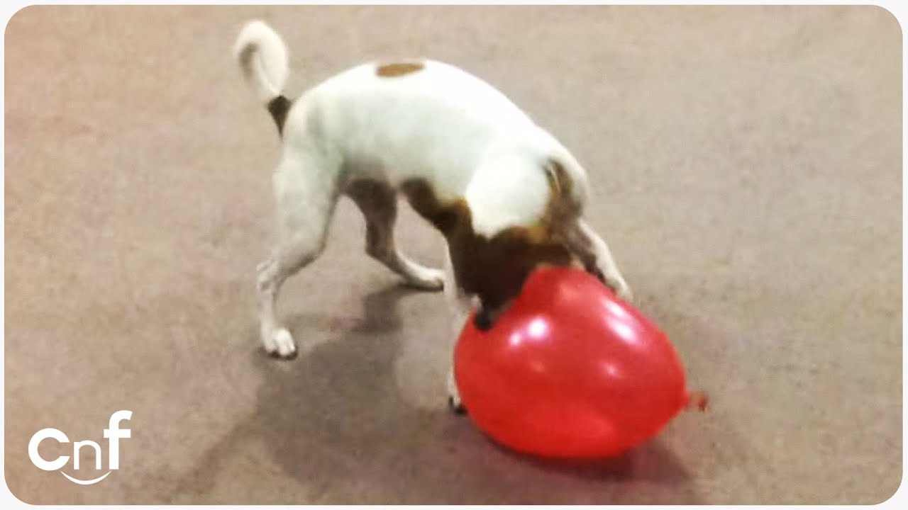 Dog Playing with Balloon | Up And Away - YouTube