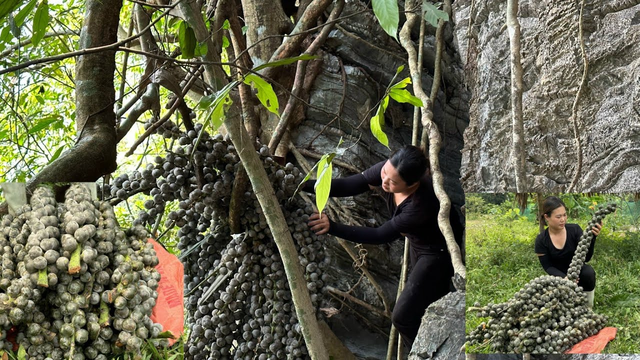 Harvest DAO fruit to sell - Lý Thị Mầu - YouTube