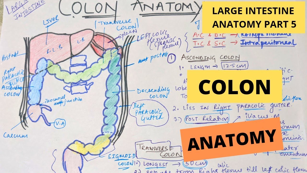COLON ANATOMY | Large intestine anatomy part 5 | Suyash shukla - YouTube