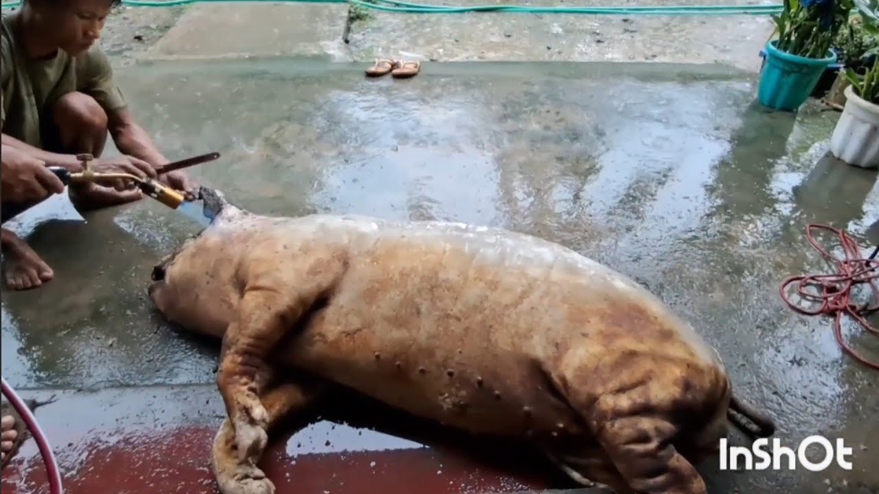 pig surgery for meat - YouTube