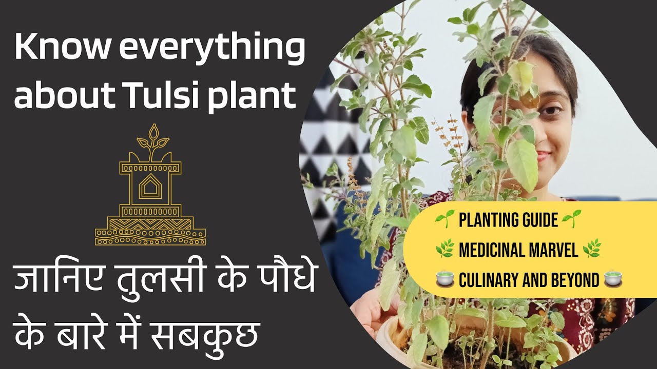 Unlocking the Secrets of Tulsi: Planting and Medicinal Benefits तुलसी ...