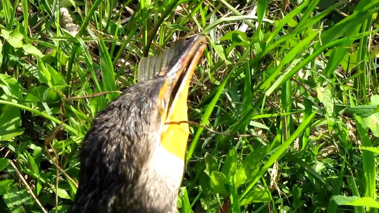 Cormorant Eating Gar nearly as long as himself. Everglades National ...