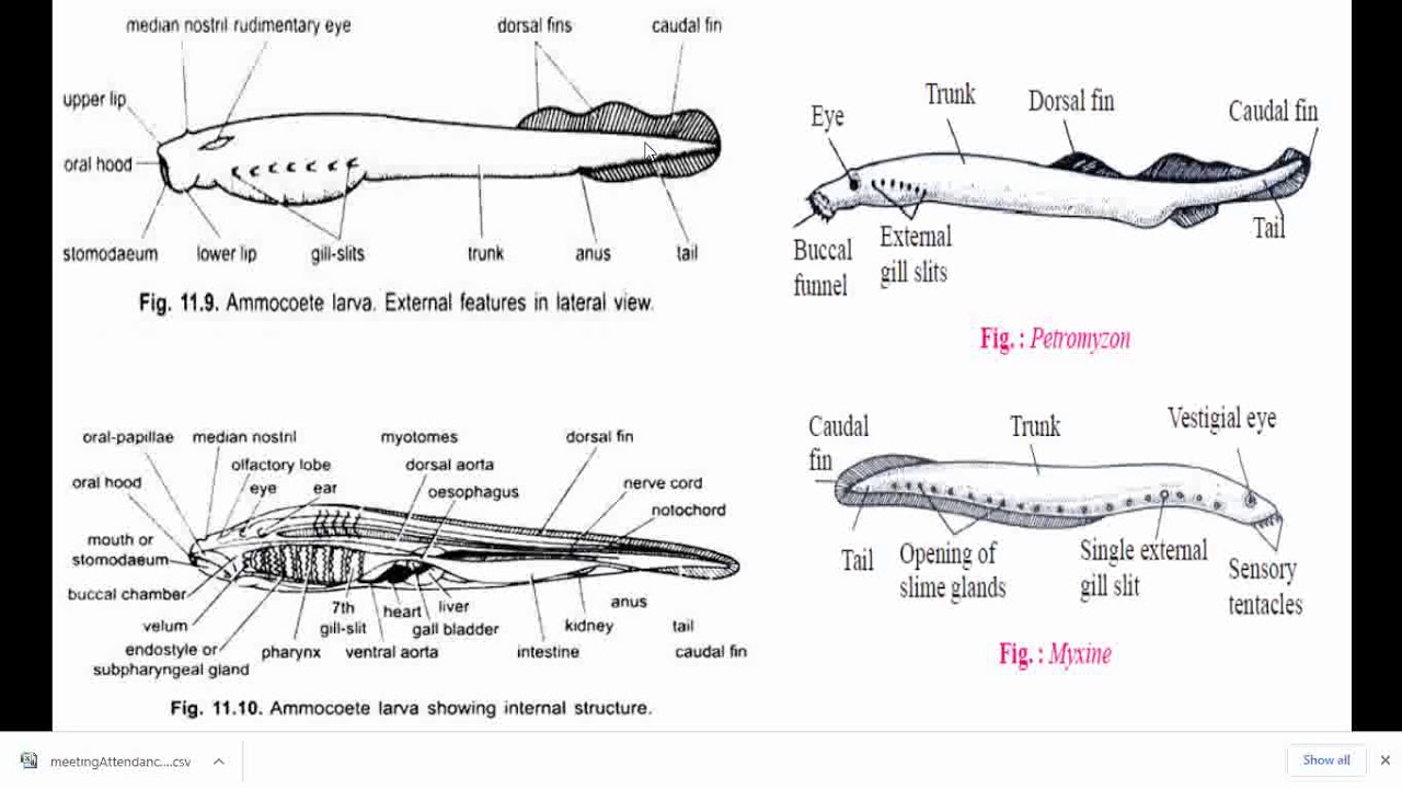 Lamprey Ammocoete Larva