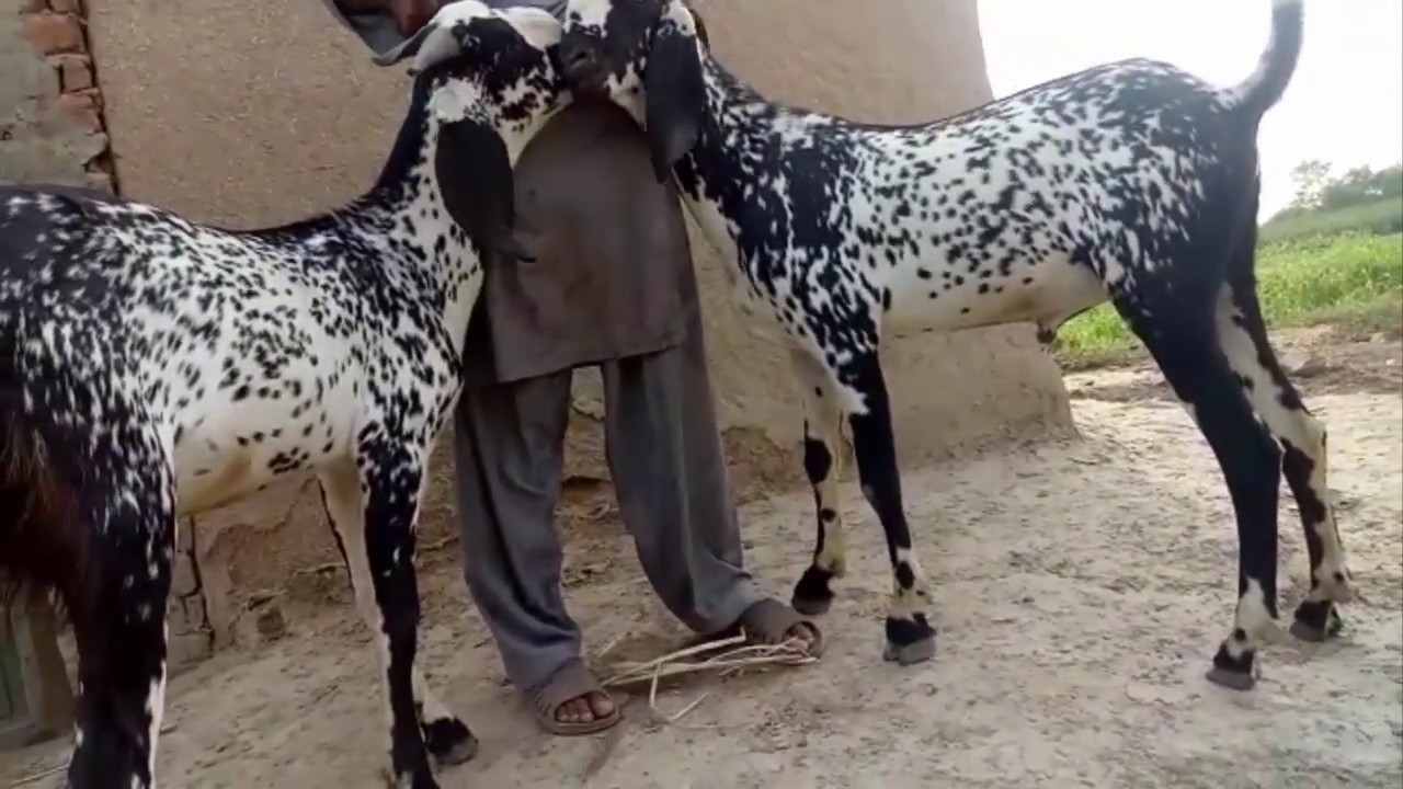 Sahiwal Goat farming Sahiwal Bakra Mandi - YouTube