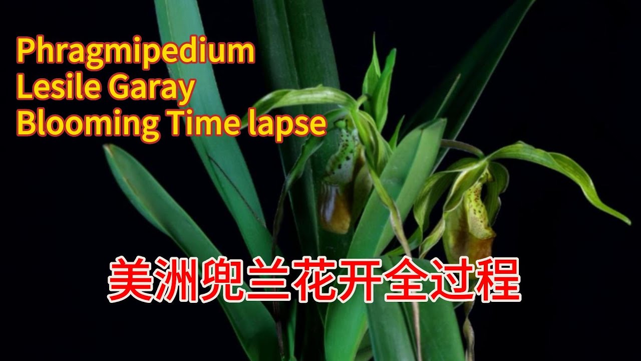 Phragmipedium Leslie Garay Blooming Time lapse, 美洲兜兰花开全过程 - YouTube