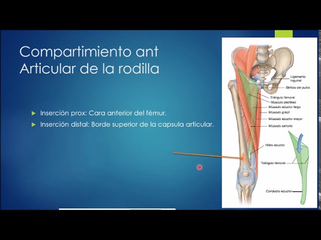 Anatomía Del Conducto Aductor Tendinitis De Los Aductores Pubalgia