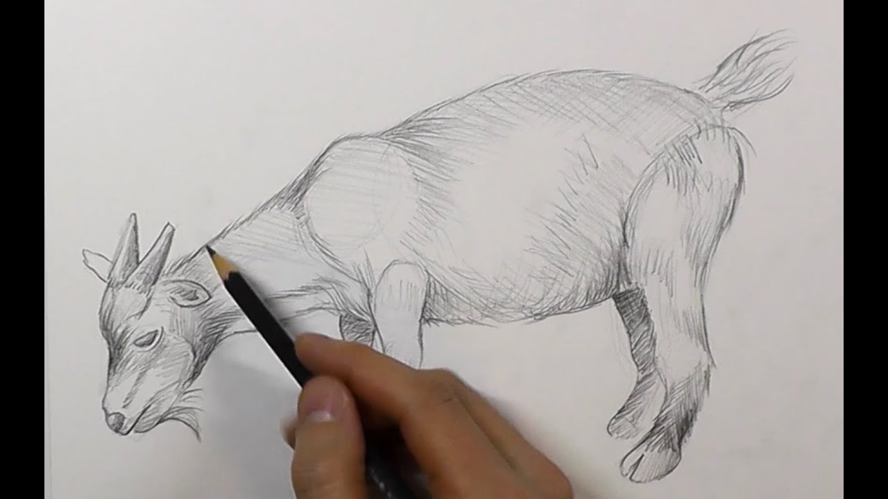 Ziege zeichnen (Anleitung) - YouTube