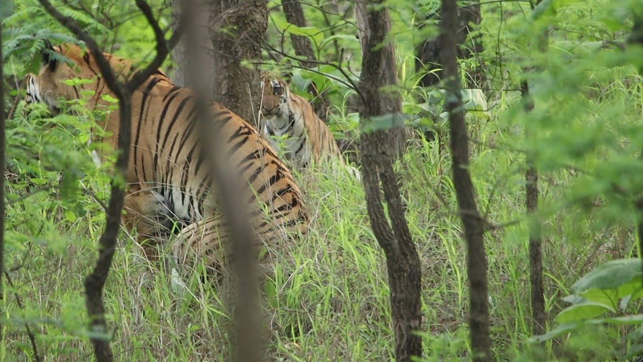 Pench Tiger Reserve - YouTube