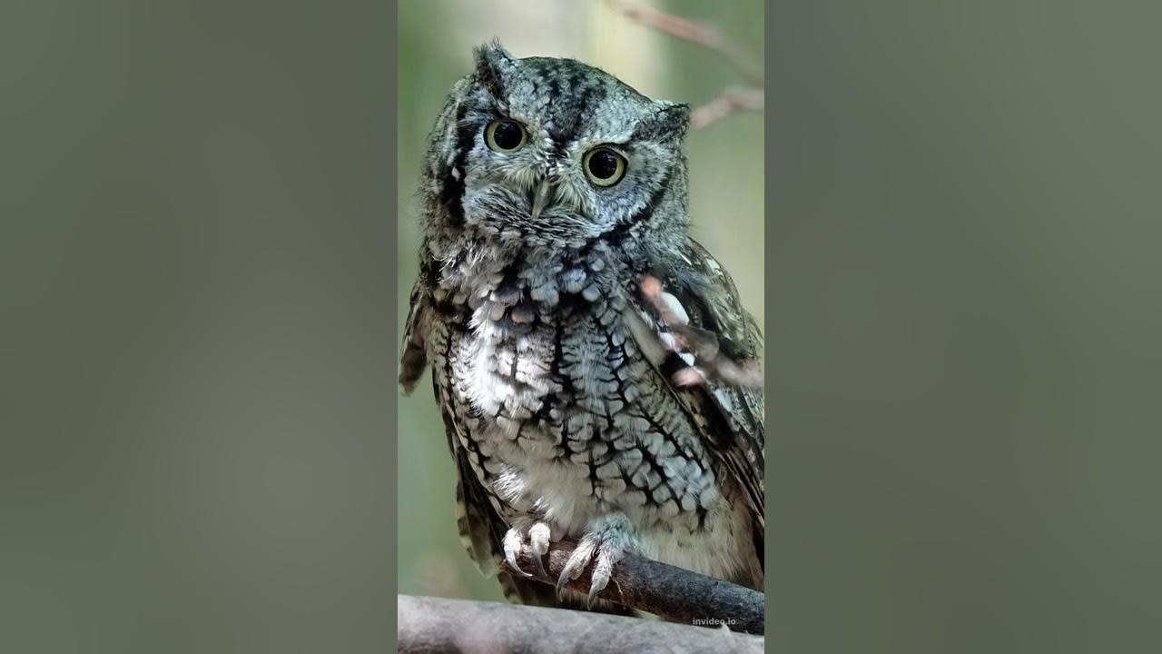 15 Minutes Screech Owl Sounds - YouTube
