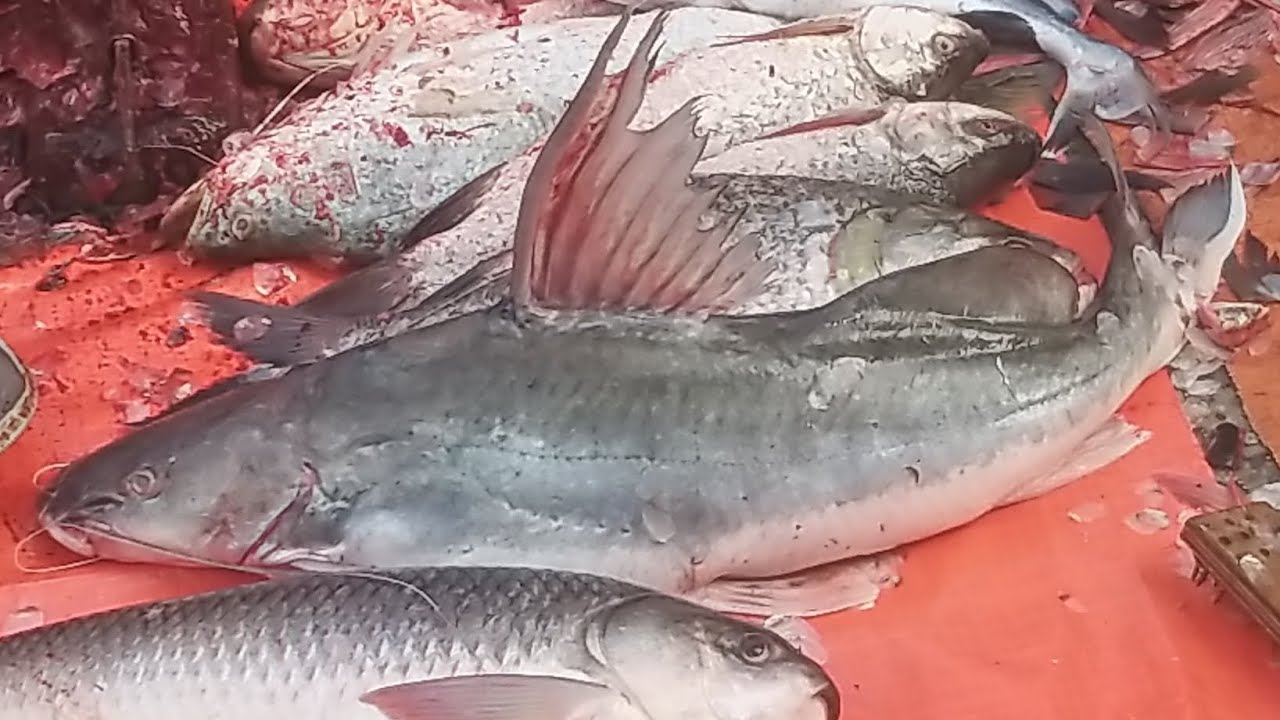 Amazing Fish Cutting Skills.So Big Ayer Fish Cutting Skills In ...
