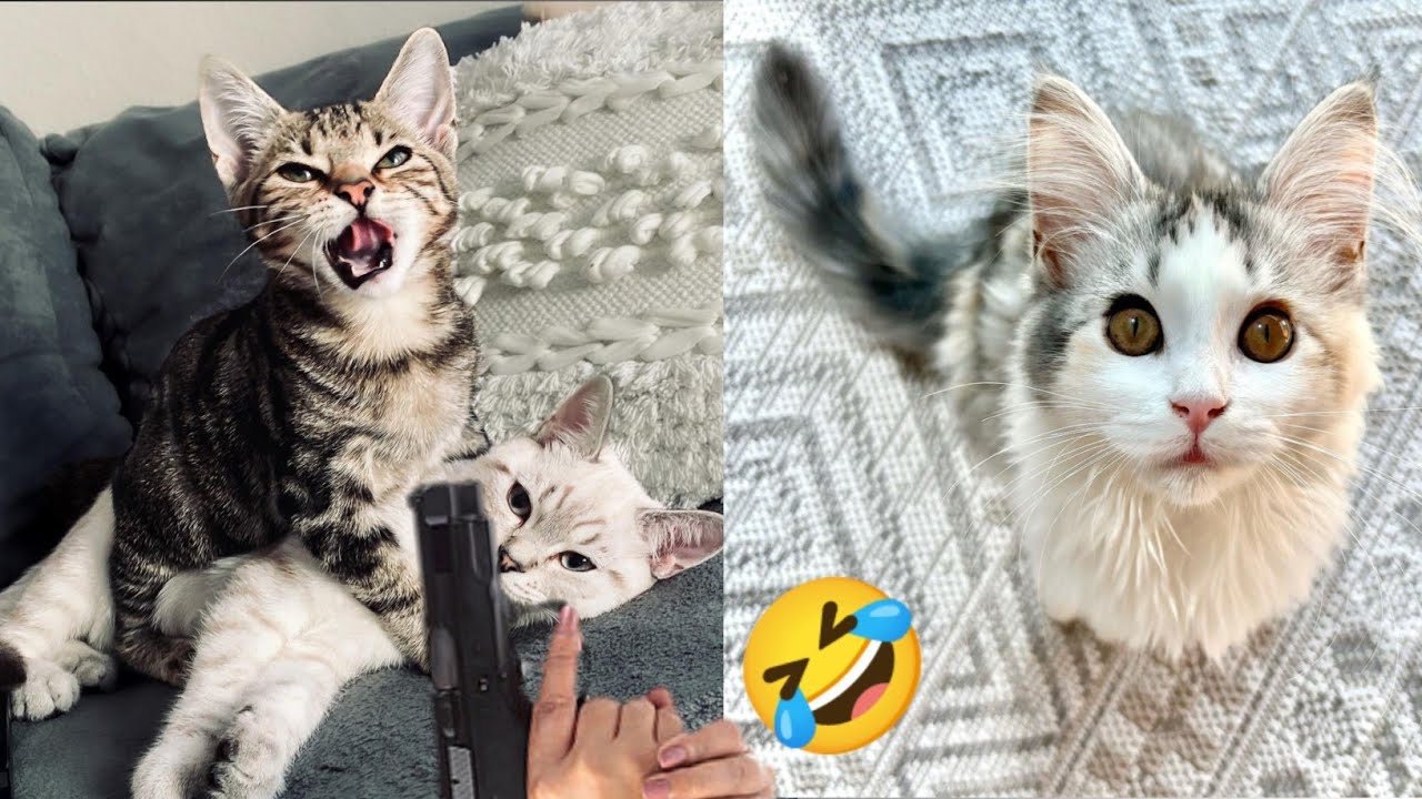 funniest cat and dog 🐈🐕 | funny cat,dog | cute cat,dog | cute ...