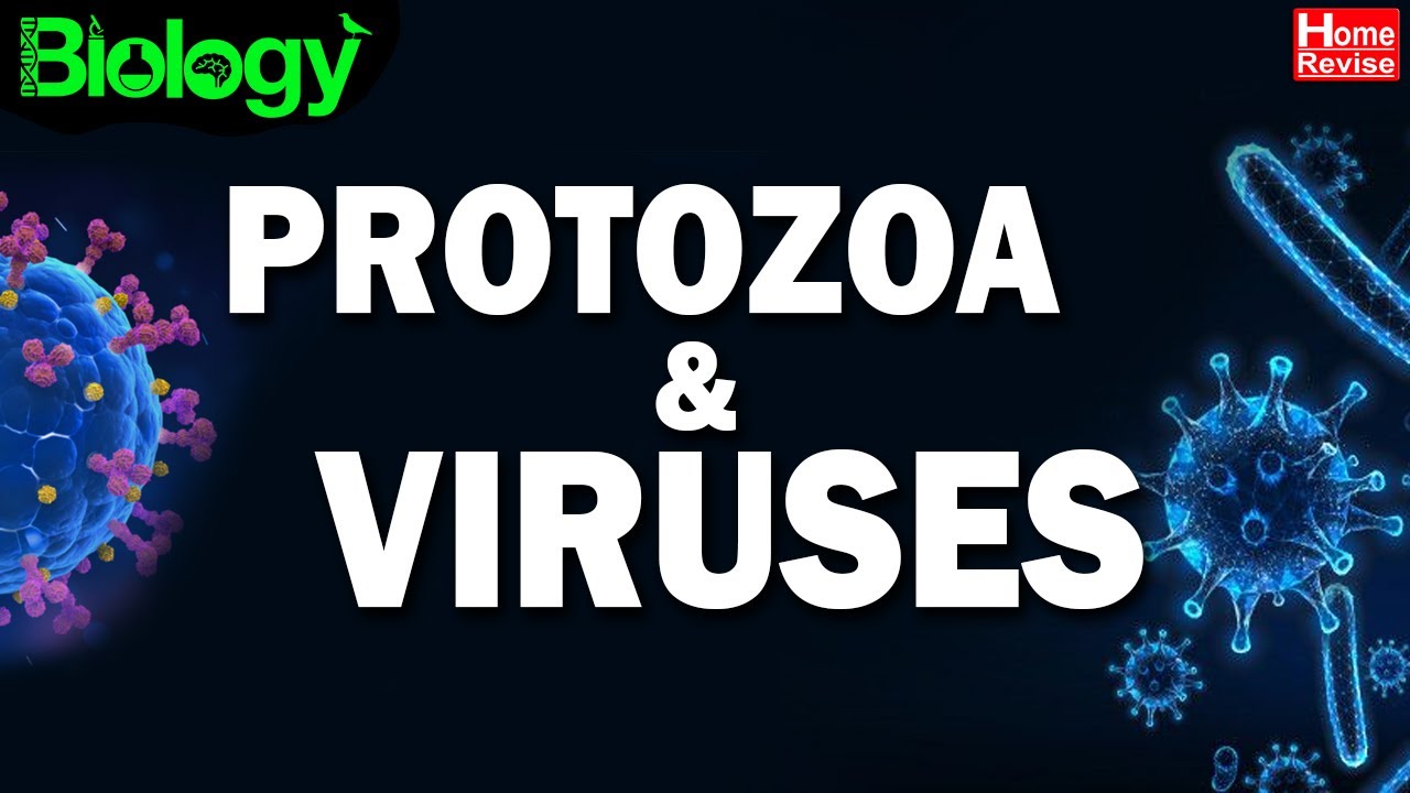 Protozoa and Viruses | Introduction to Protozoa | Types of Viruses ...