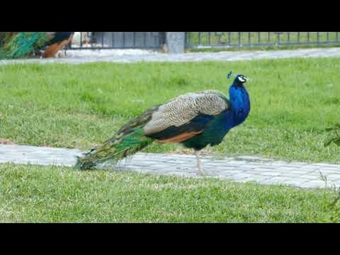 Peacocks Hollywood Forever Cemetery Los Angeles California USA December ...