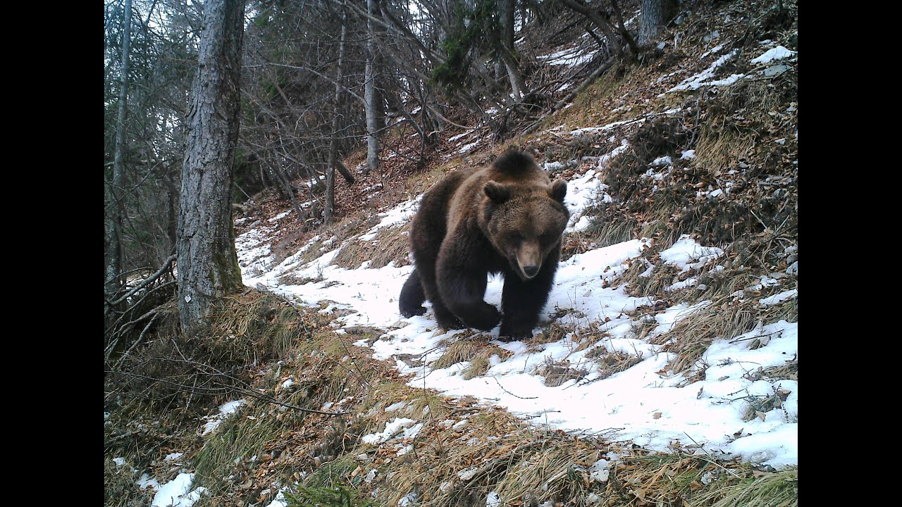 Obiettivo Trekking Alla scoperta dell'orso - seconda puntata - - YouTube