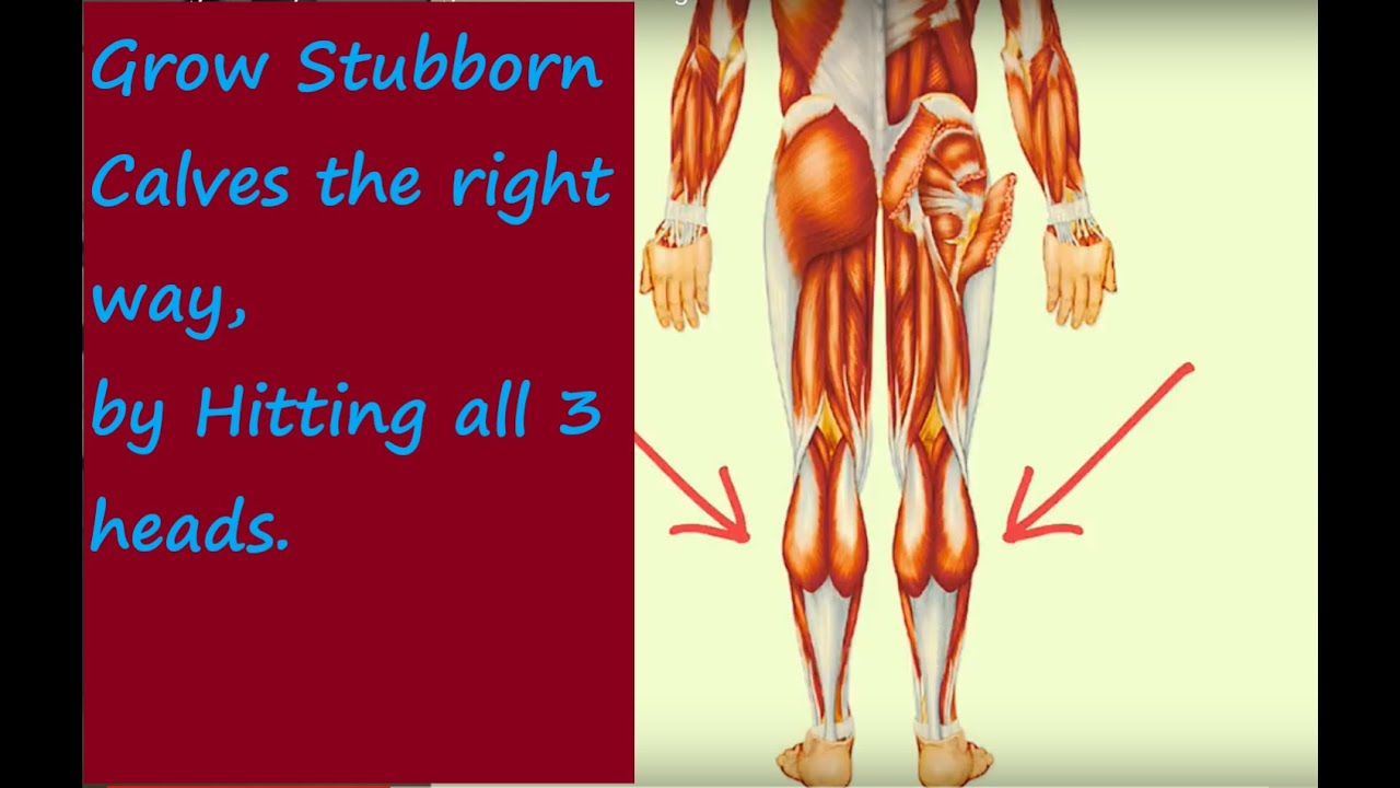 Growing Calves; Hit all 3 Angles for maximum growth. - YouTube