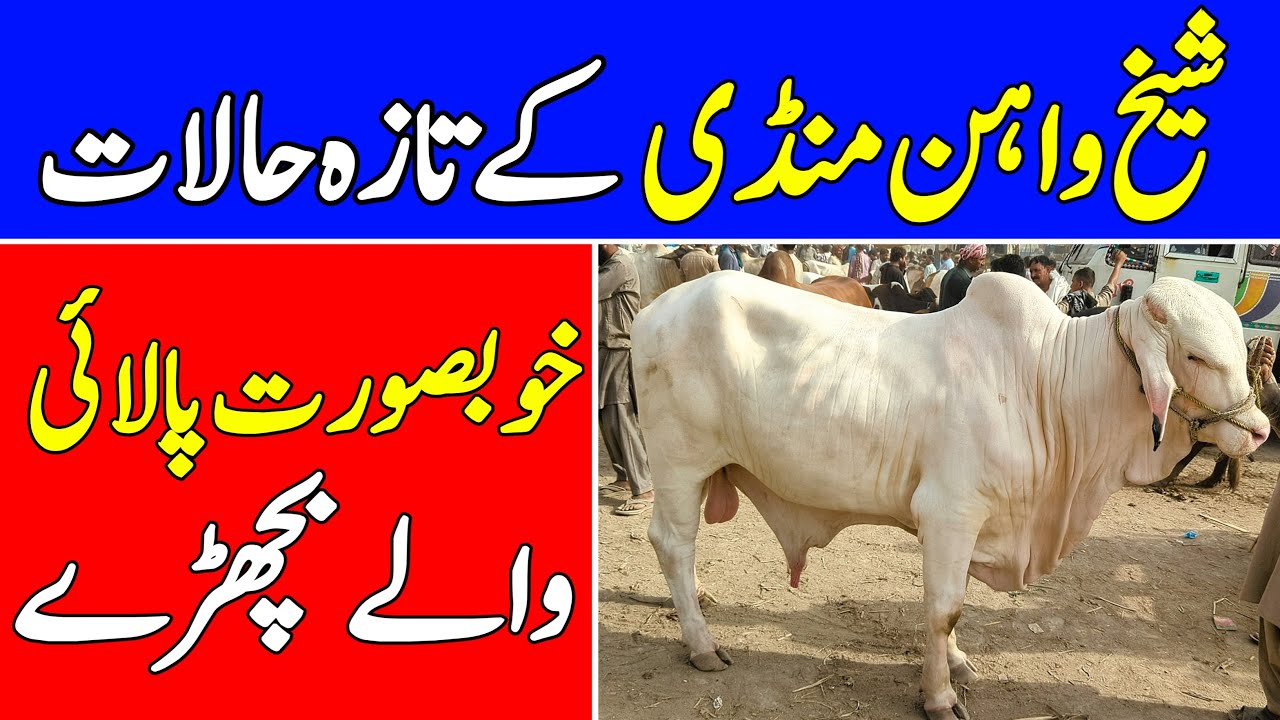 Sheikhwan Cow Mandi Updates ️‍🔥Beautiful Nookray, Ablak, Cholistani ...